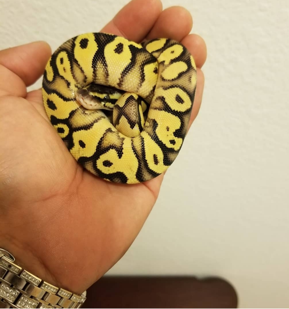 Orange Dream Yellow belly Ball Python - Rich River Bullies